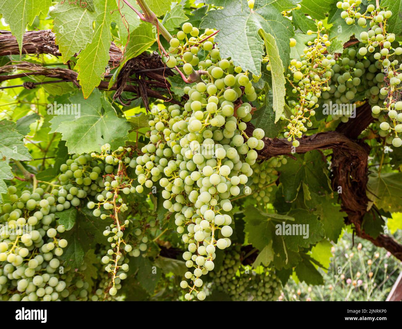 wine grapes in a vineyard in Spain. Healthy eating concept Stock Photo ...