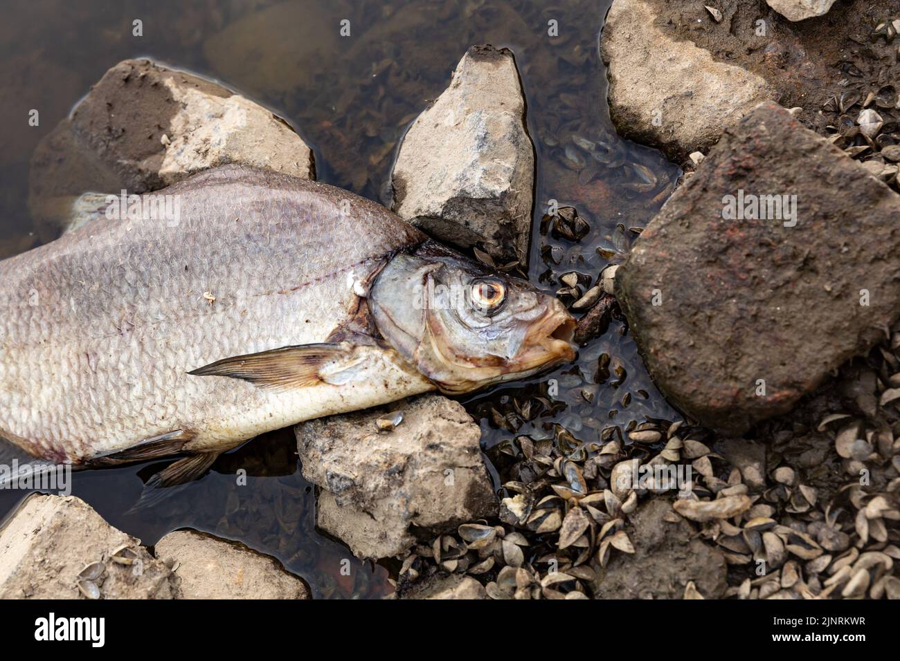 Dead fish laying on the bank of Oder river near Kustrien-Kietz on Oder ...