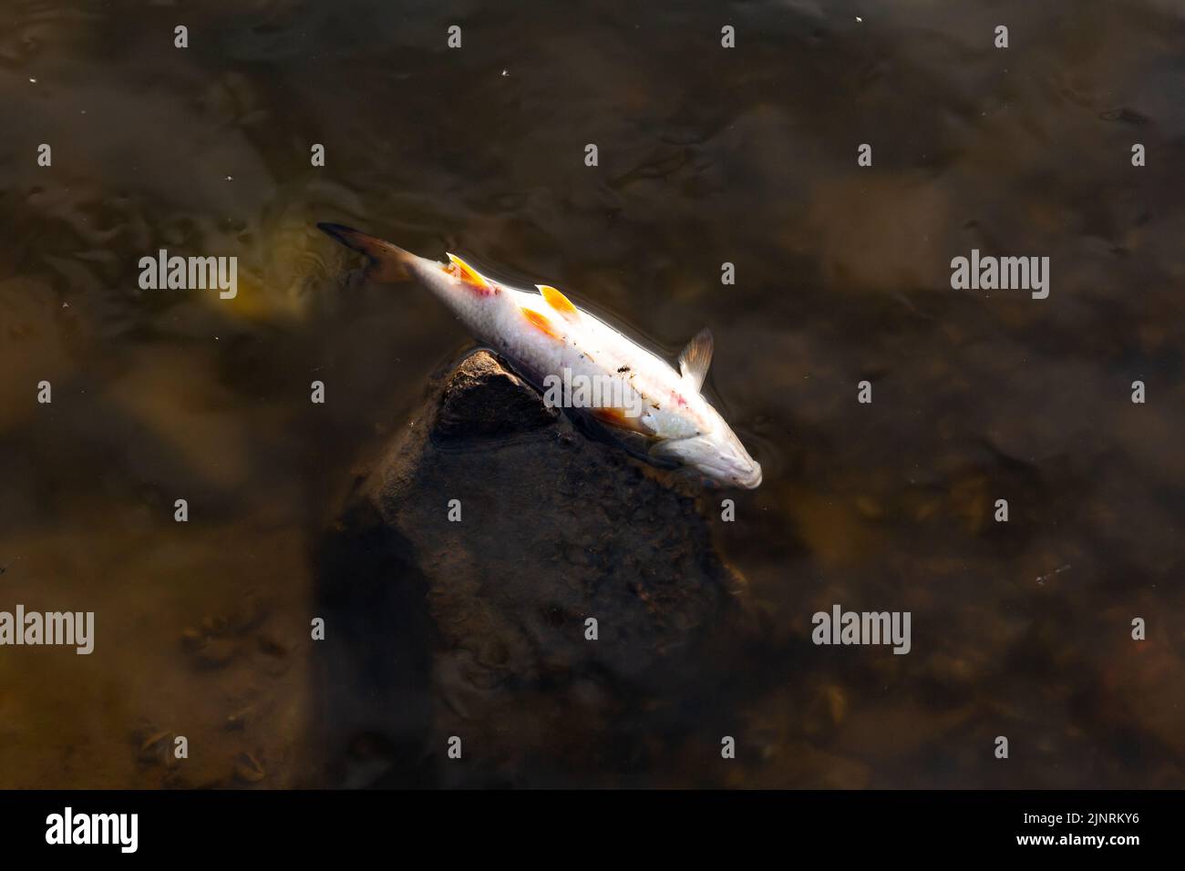 Dead fish laying on the bank of Oder river near Kustrien-Kietz on Oder ...