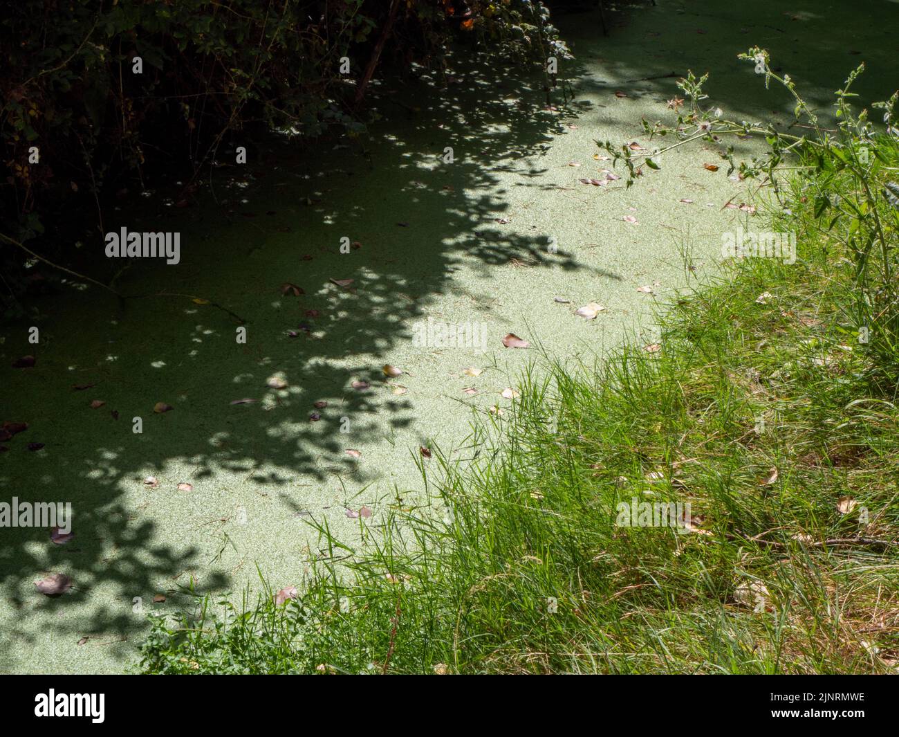 stagnant water with pollution and algae growing. Water problem and ...