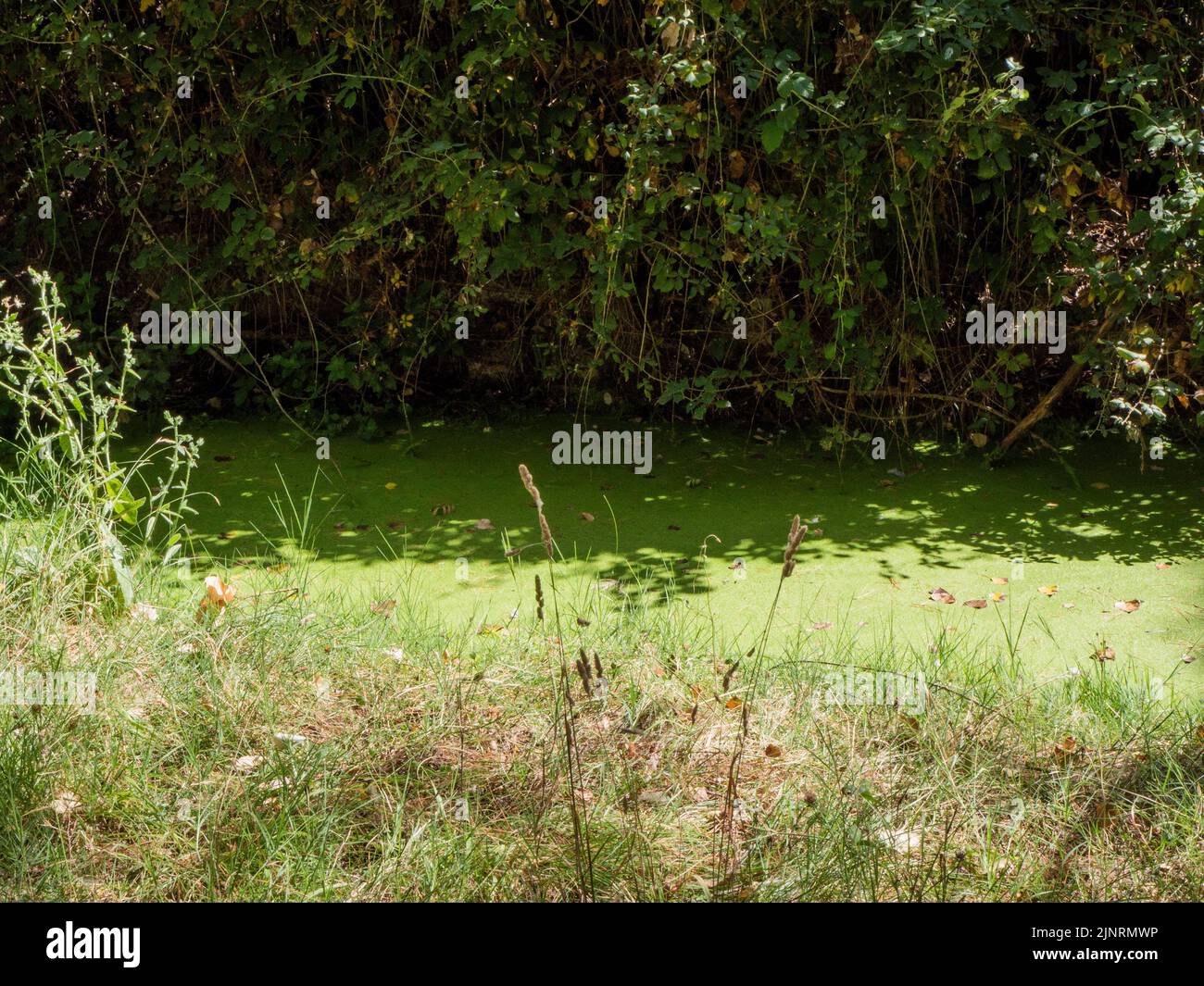 stagnant water with pollution and algae growing. Water problem and ...