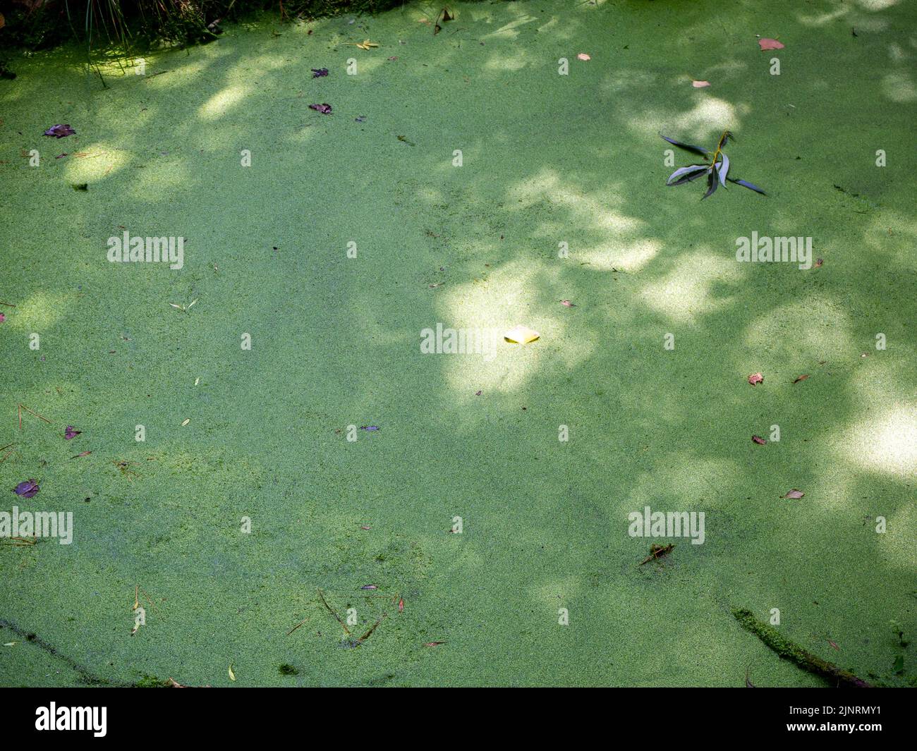 stagnant water with pollution and algae growing. Water problem and ...