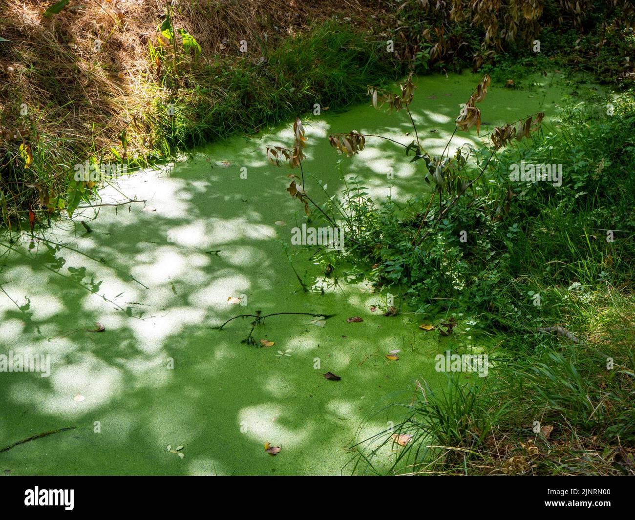 Environmental damage environmental issues water pollution flora hi-res ...