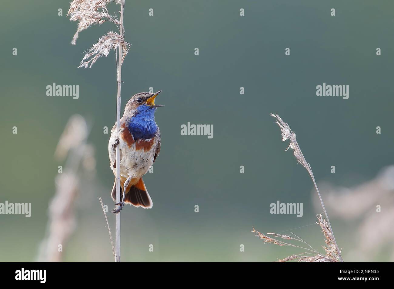 Bluethroat (Luscinia svecica) singing in reed, The Netherlands Stock ...