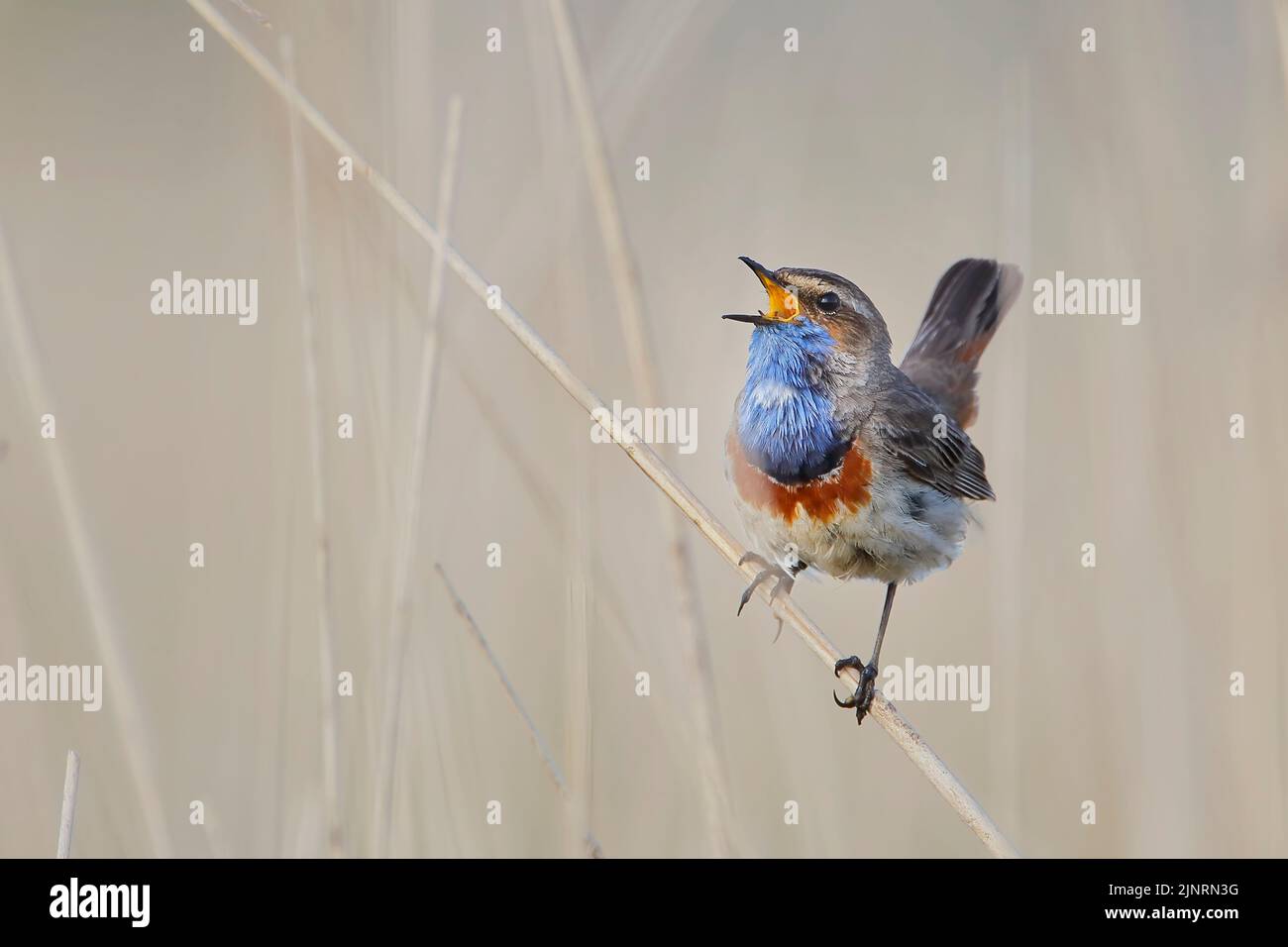 Bluethroat (Luscinia svecica) singing in reed, The Netherlands Stock ...