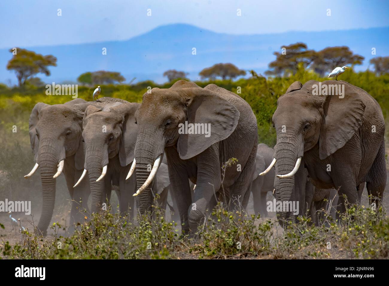 Wiled animals hi-res stock photography and images - Alamy