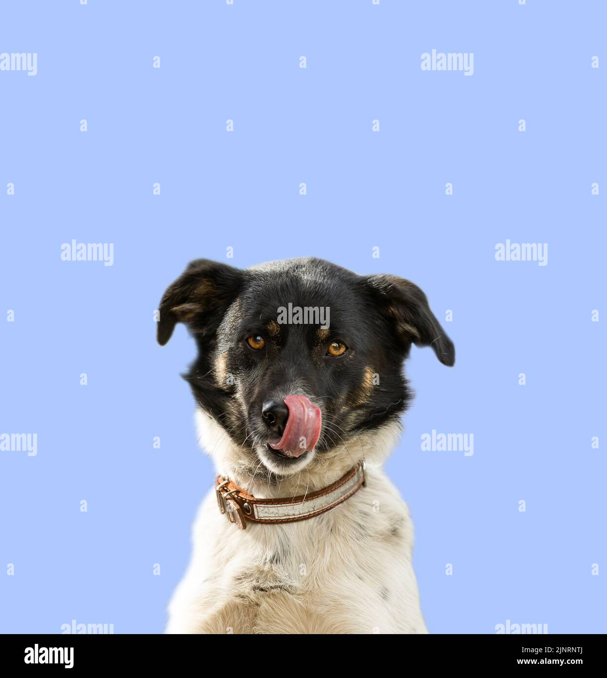 Dog in studio licking itself looking at camera Stock Photo - Alamy