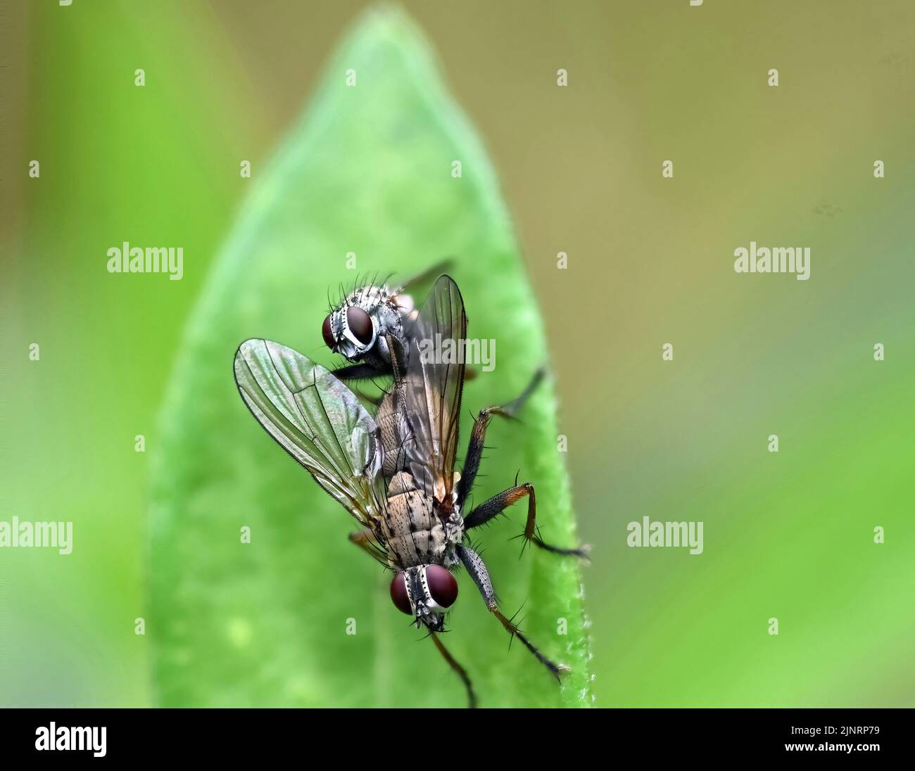 House fly (Musca domestica) mating on bush in garden Stock Photo - Alamy
