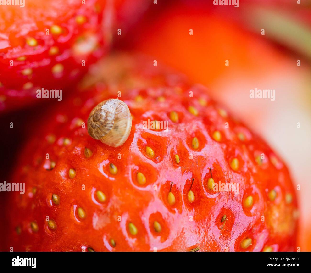 Macro photo of little snail on top of red appetizing strawberry Stock ...