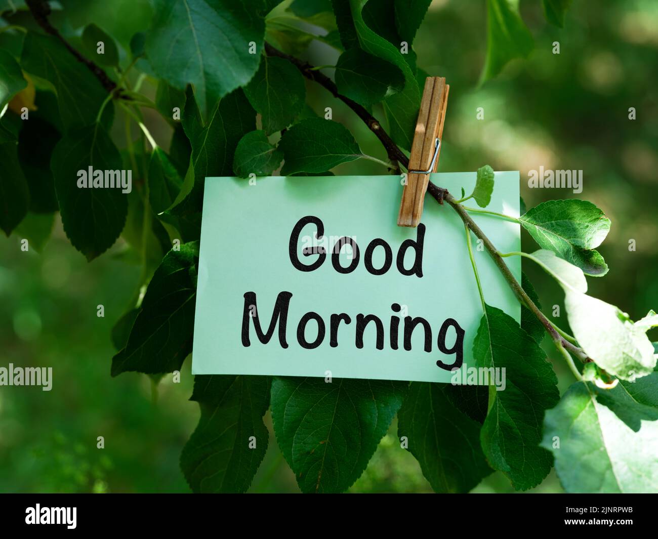 A green paper note with words Good Morning hanging on a tree branch ...