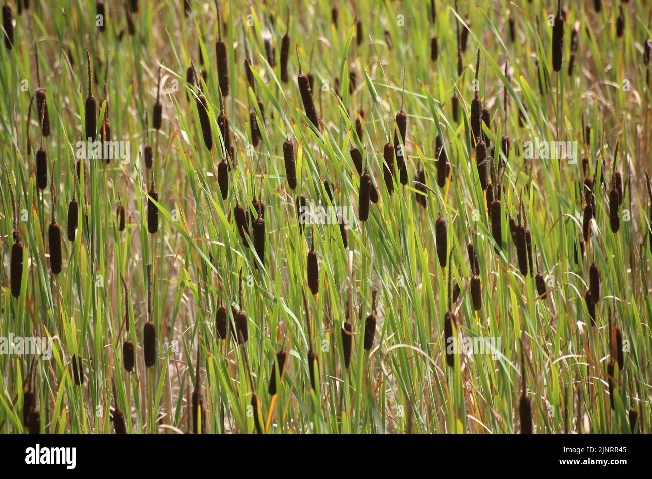 Jonc commun hi-res stock photography and images - Alamy