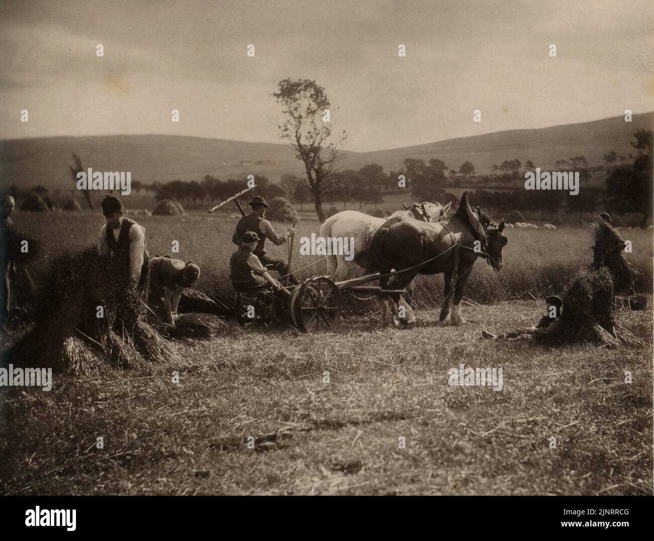 Charles Reid (1837-1929) Animal Photographs Stock Photo - Alamy