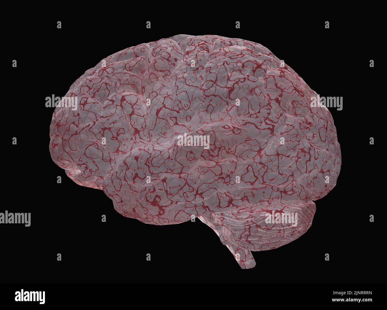 Human brain model. 3D rendering Stock Photo - Alamy
