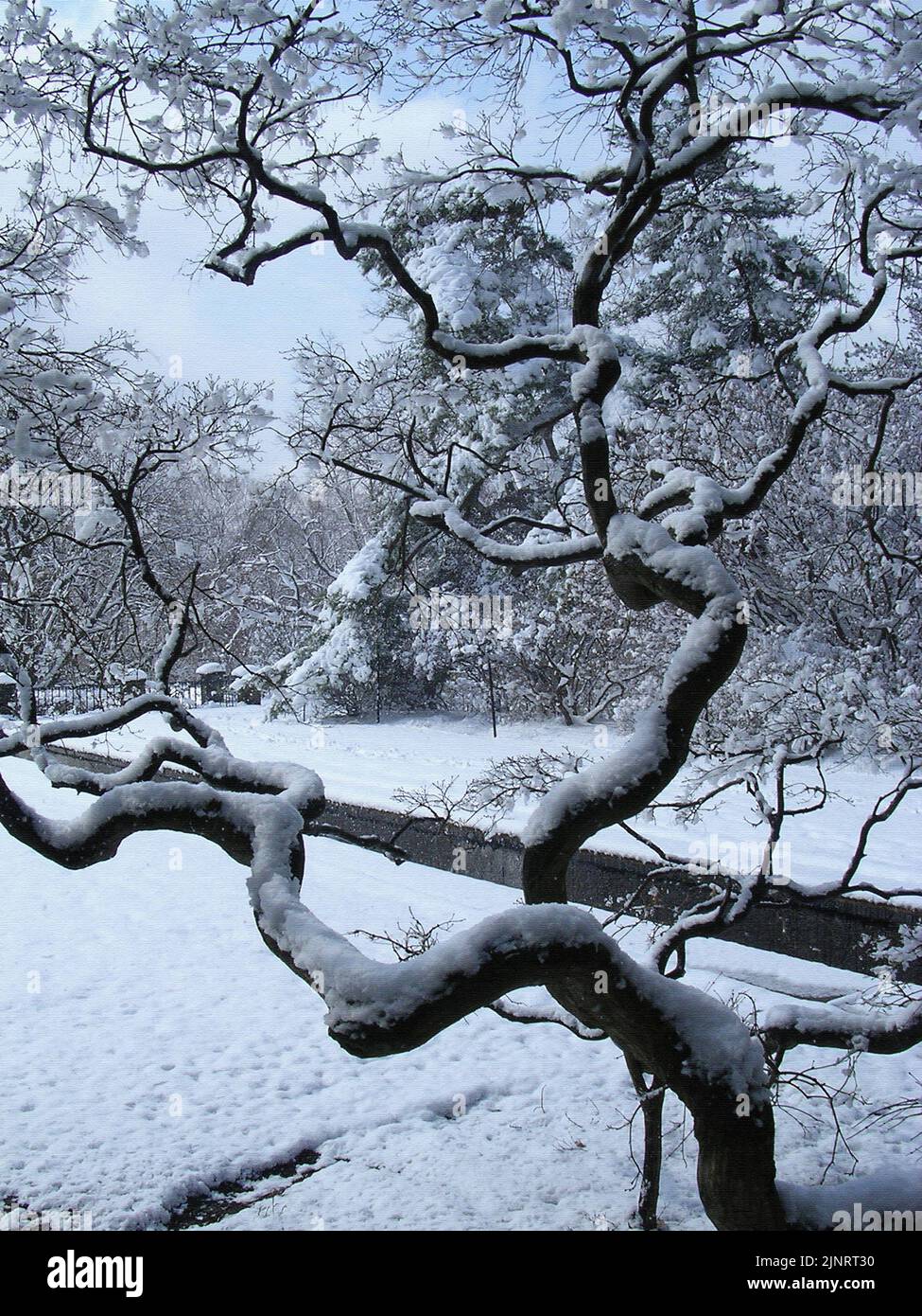 Winter park. Snow on a tree branch. 3D rendering Stock Photo - Alamy
