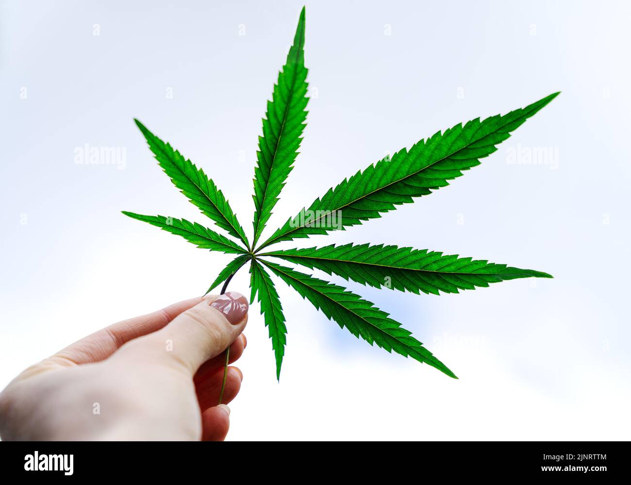 Cannabis leaf in hand against sky. Hemp plant. Drug and person Stock ...