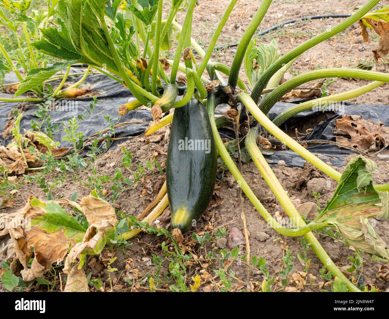 Organic Zucchini Plants For Sale at Mae Kimbrell blog