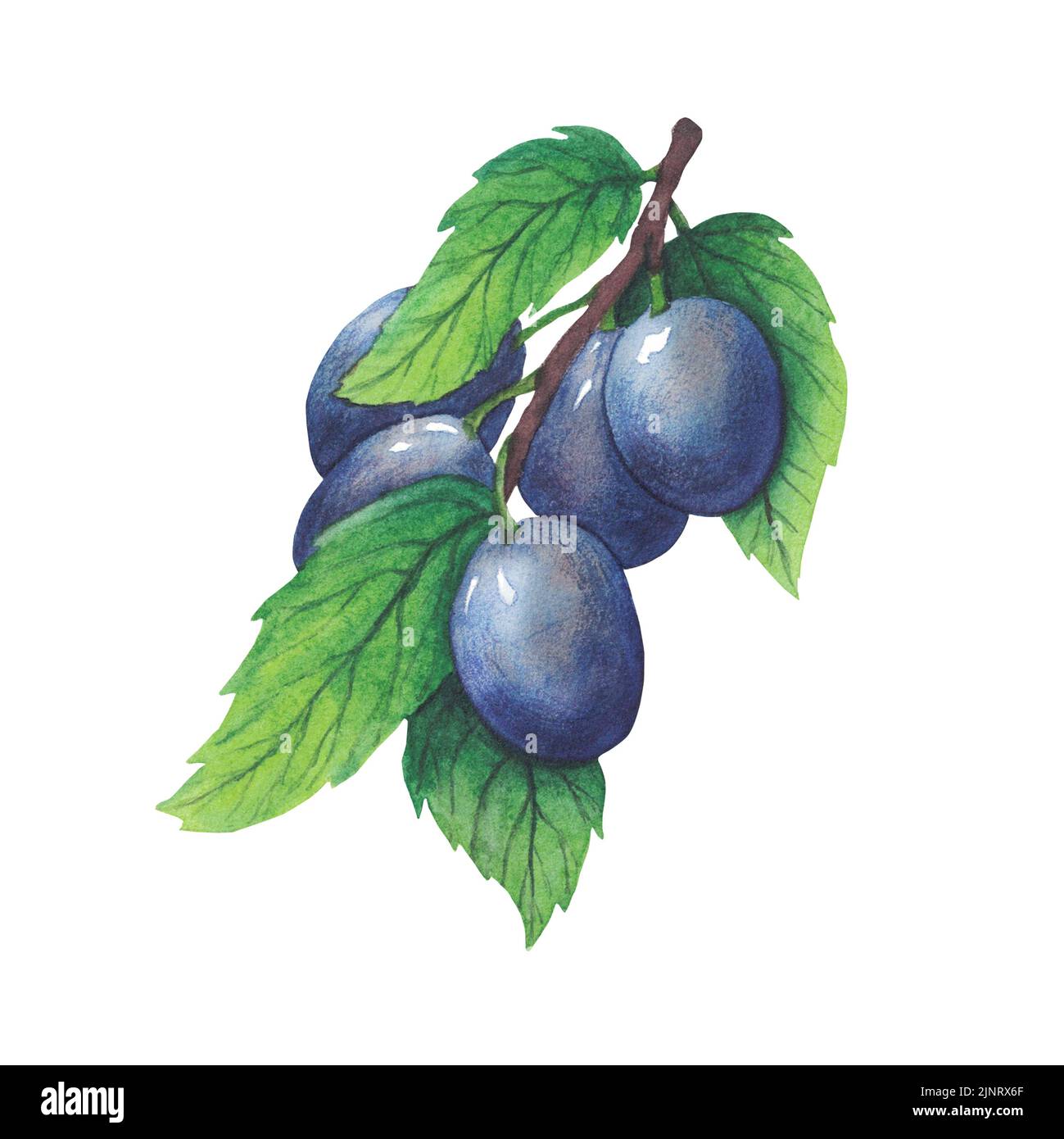 Hand drawn watercolor illustration of fruit plum isolated on white ...