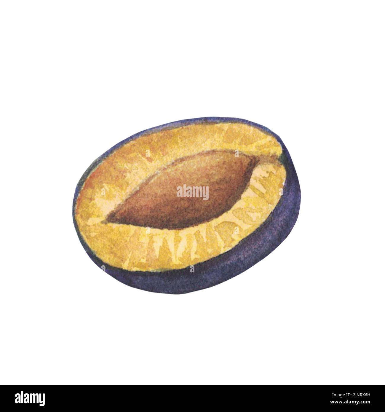 Plum drawing watercolor isolated on white background. Watercolor ...