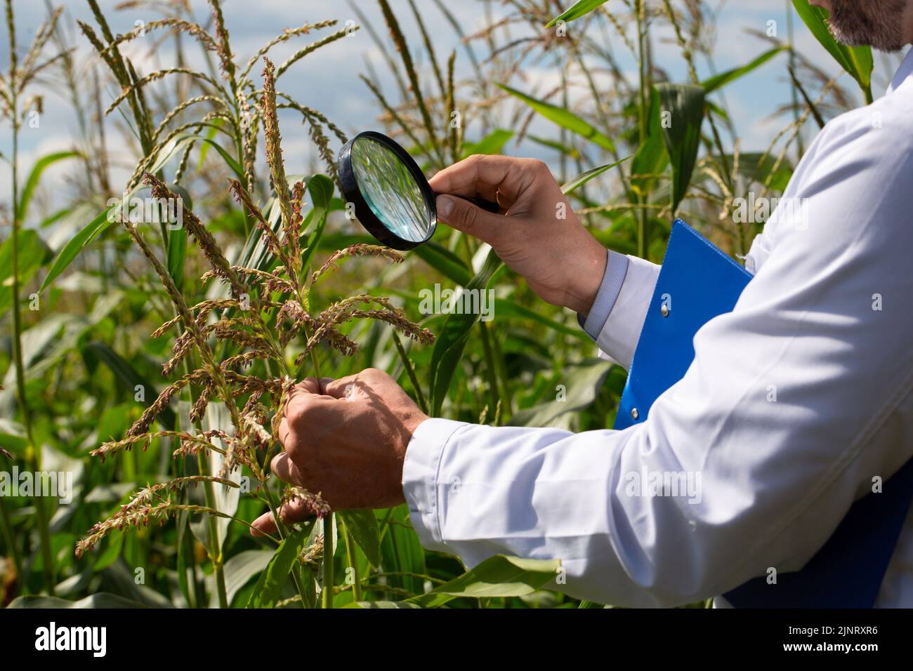 Modified stems hi-res stock photography and images - Alamy