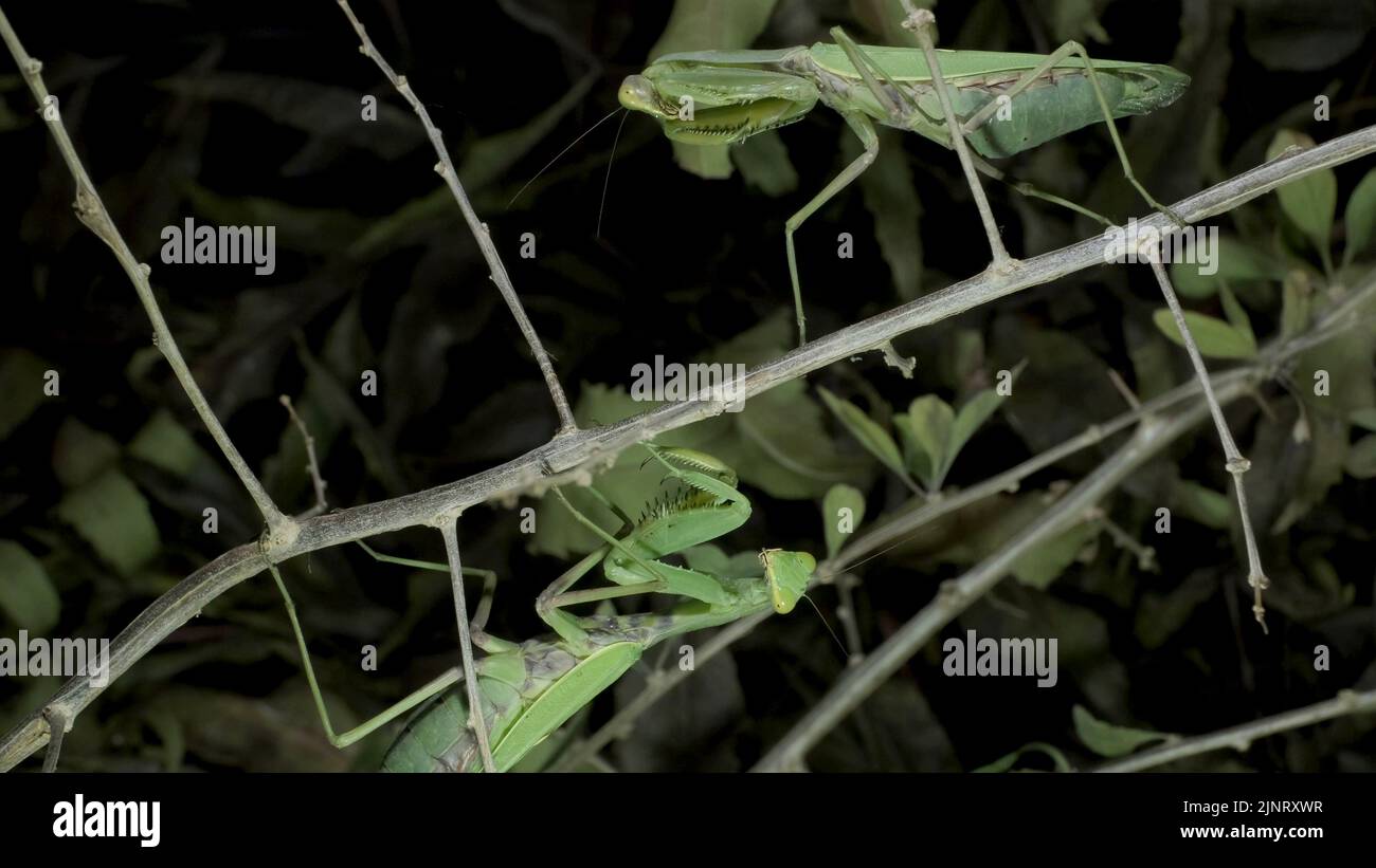 August 13, 2022, Odessa oblast, Ukraine, Eastern Europe: Two mantises ...