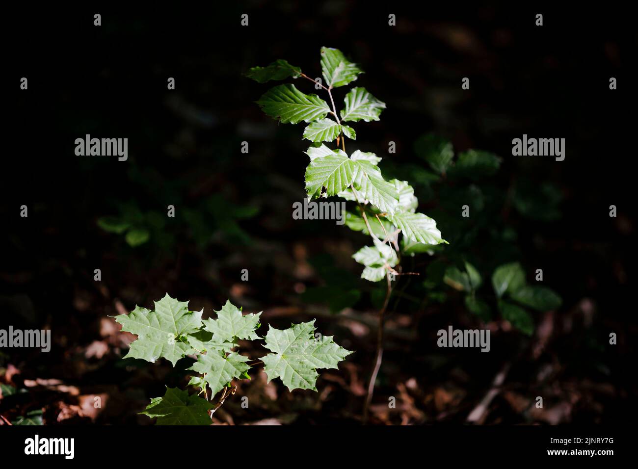 Young trees of Norway maple (below) and beech grow in a deciduous ...
