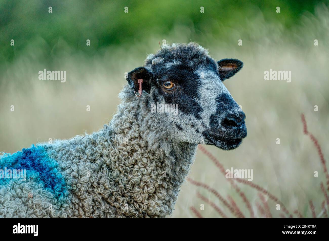 The very distinctive speckled face of an attractive Masham Ewe, being a ...
