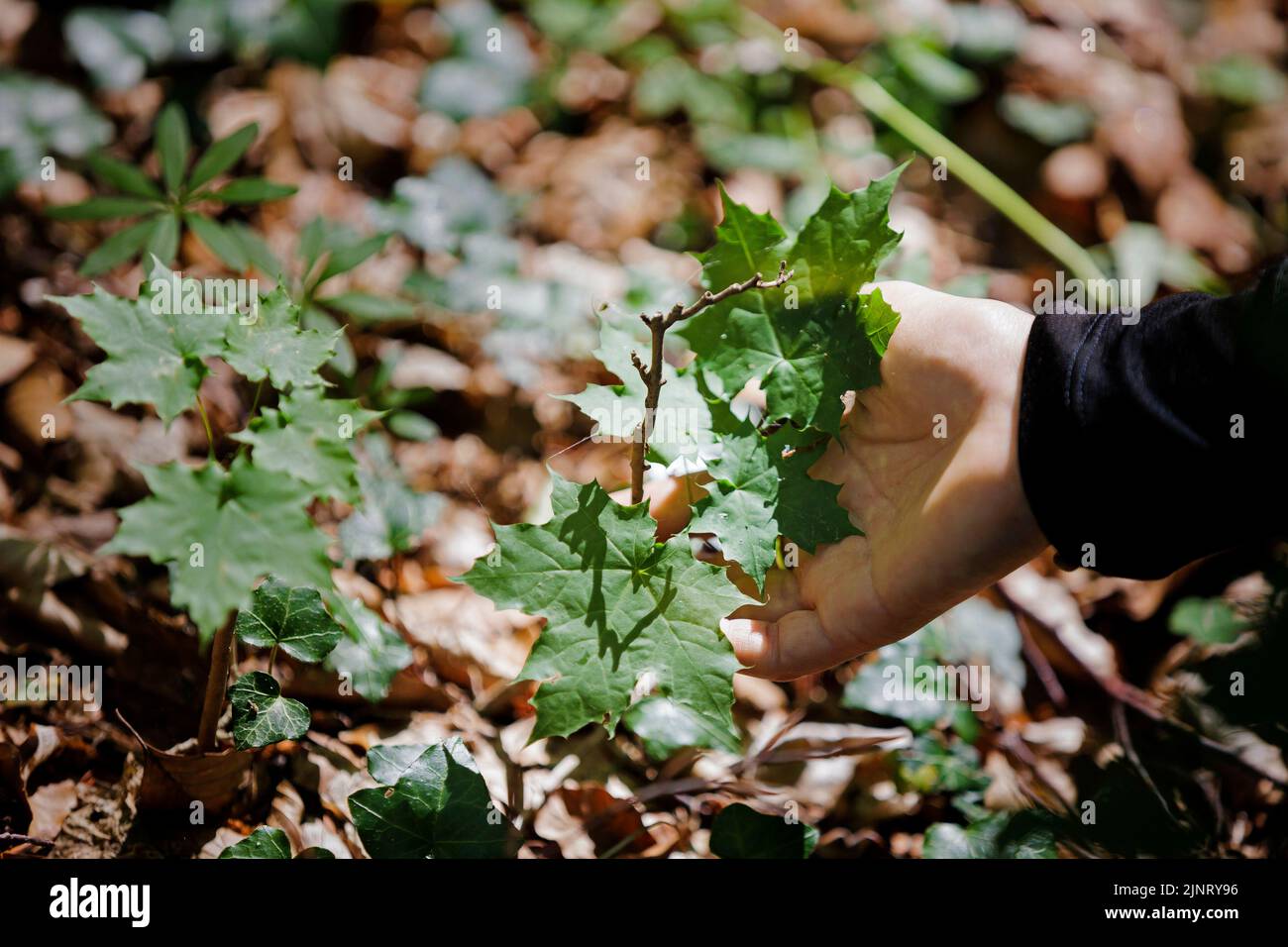 Young Norway maple trees with dry shoots/ drought damage grow in a ...