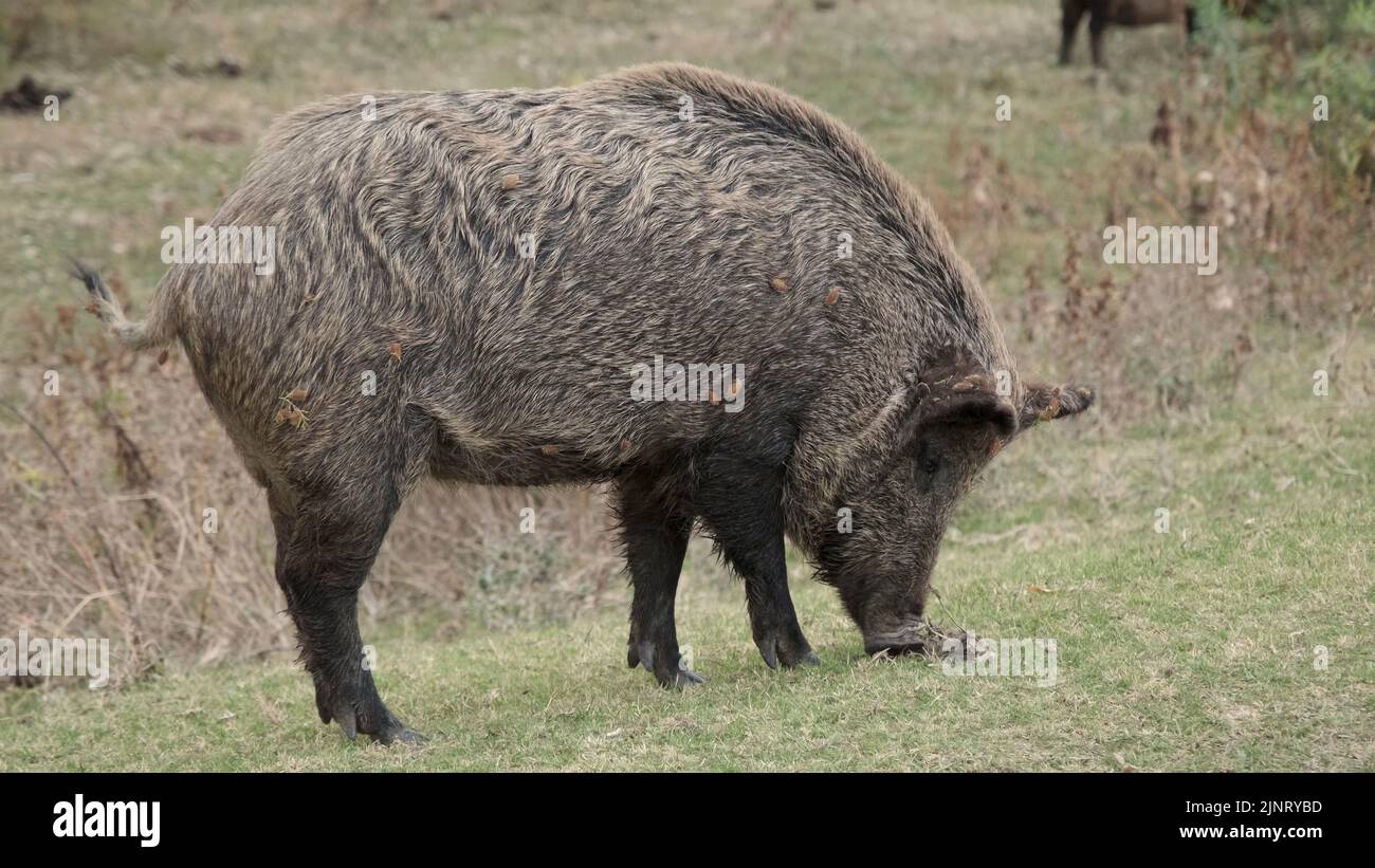 Carpathian romania wild boar hi-res stock photography and images - Alamy