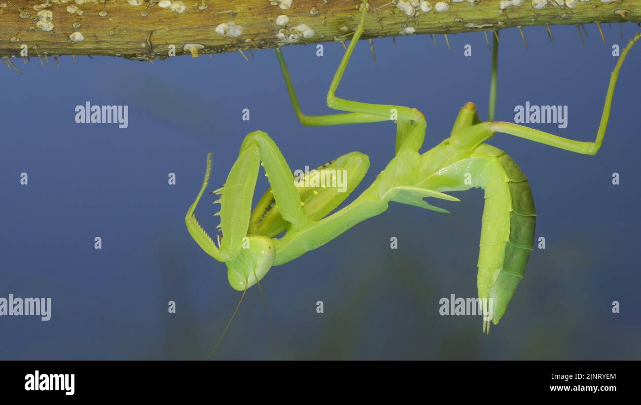 African mantis common green hi-res stock photography and images - Alamy