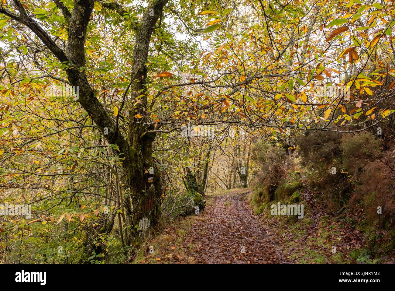 Path across a chestnut grove with autumnal colours Stock Photo - Alamy