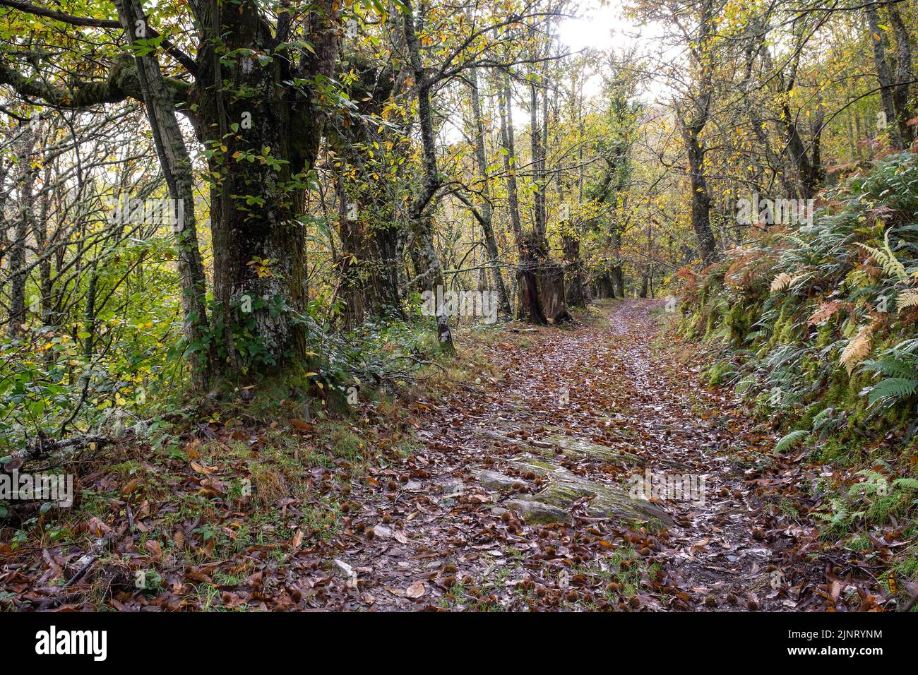 Hiking trail across a spanish chestnut grove (Castanea sativa) in the ...