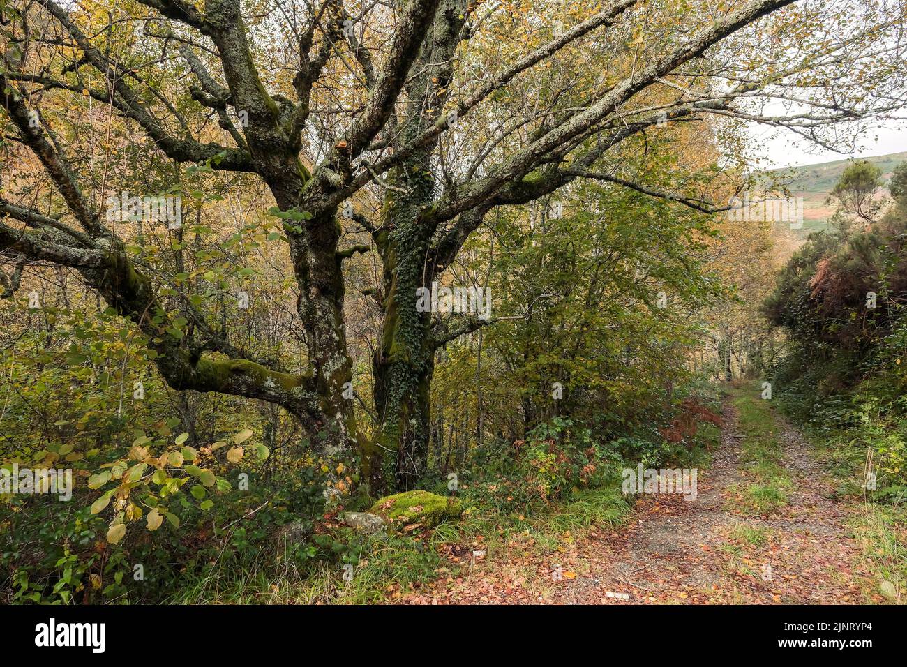 Autumnal colours in the forests of Serra do Courel, Galia, Spain Stock ...