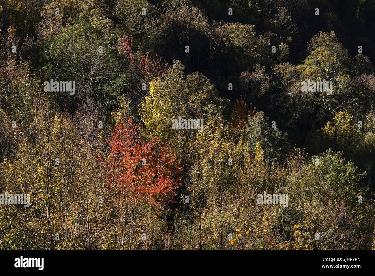 Autumnal colours in the native forests of Serra do Courel, Galia, Spain ...