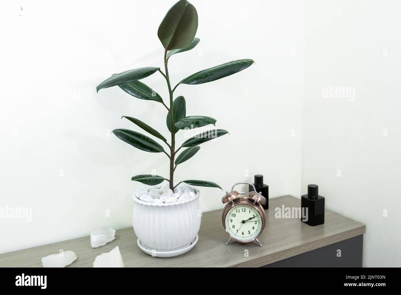 Ficus elastica rubber hi-res stock photography and images - Alamy