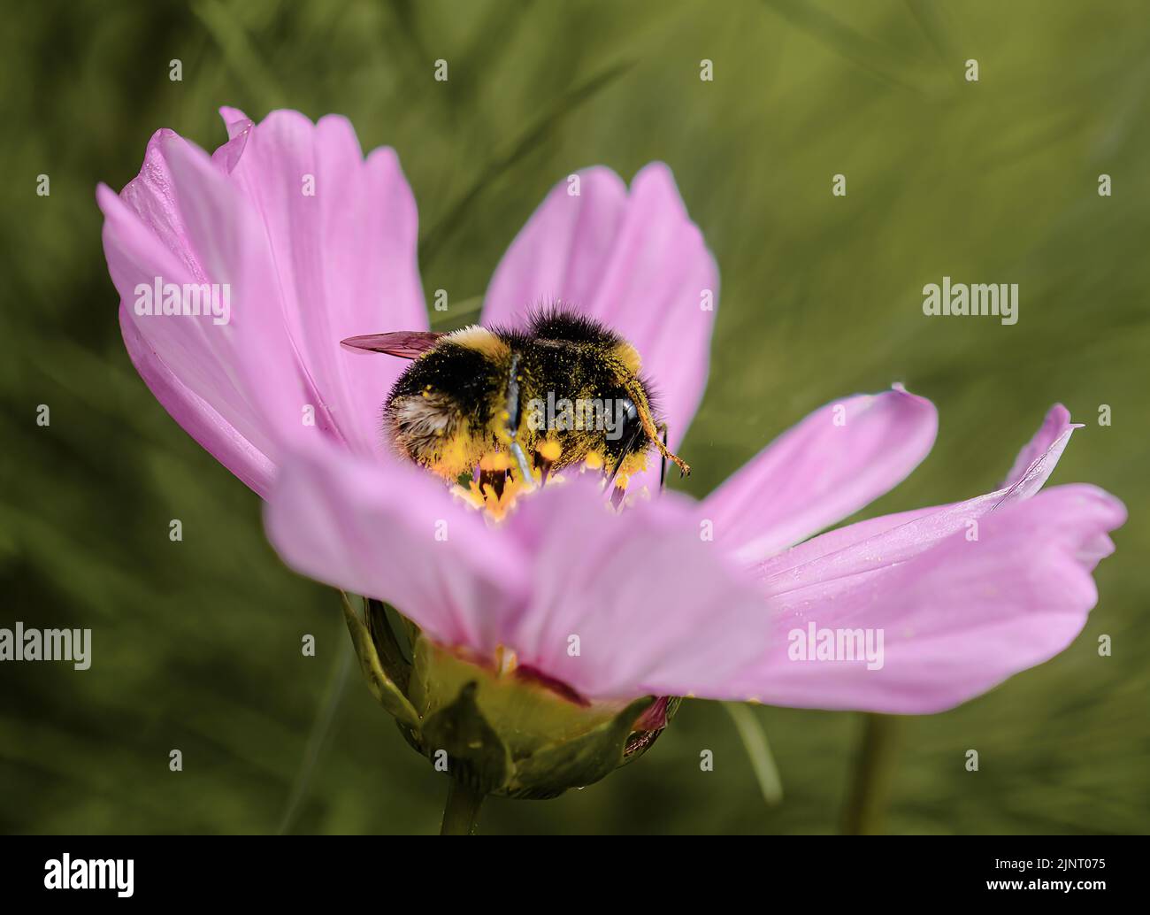 Pink pollinator plant hi-res stock photography and images - Alamy