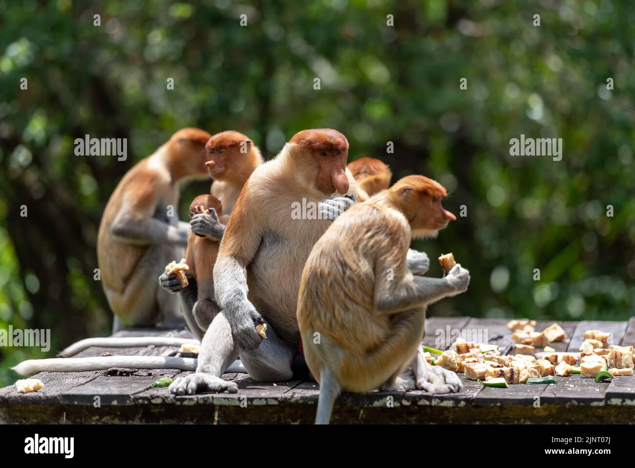 Band of proboscis monkey (Nasalis larvatus) or long-nosed monkey Stock ...