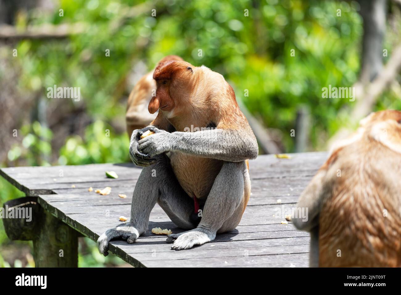 Borneo endemic species hi-res stock photography and images - Alamy