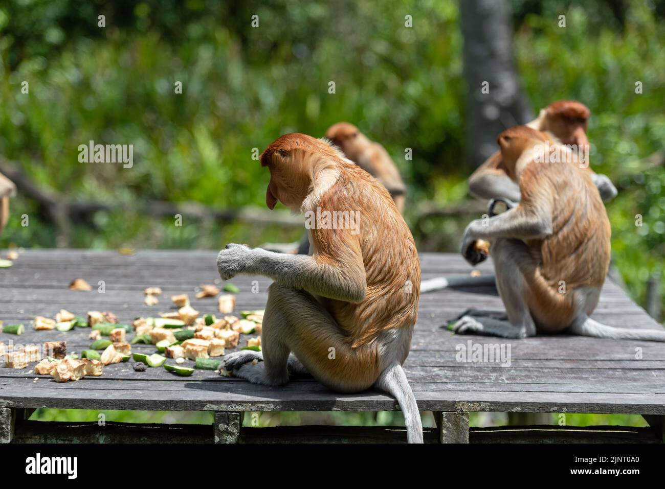 Band of proboscis monkey (Nasalis larvatus) or long-nosed monkey Stock ...