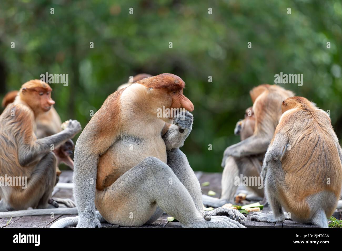 Portrait of eating female proboscis monkey hi-res stock photography and ...