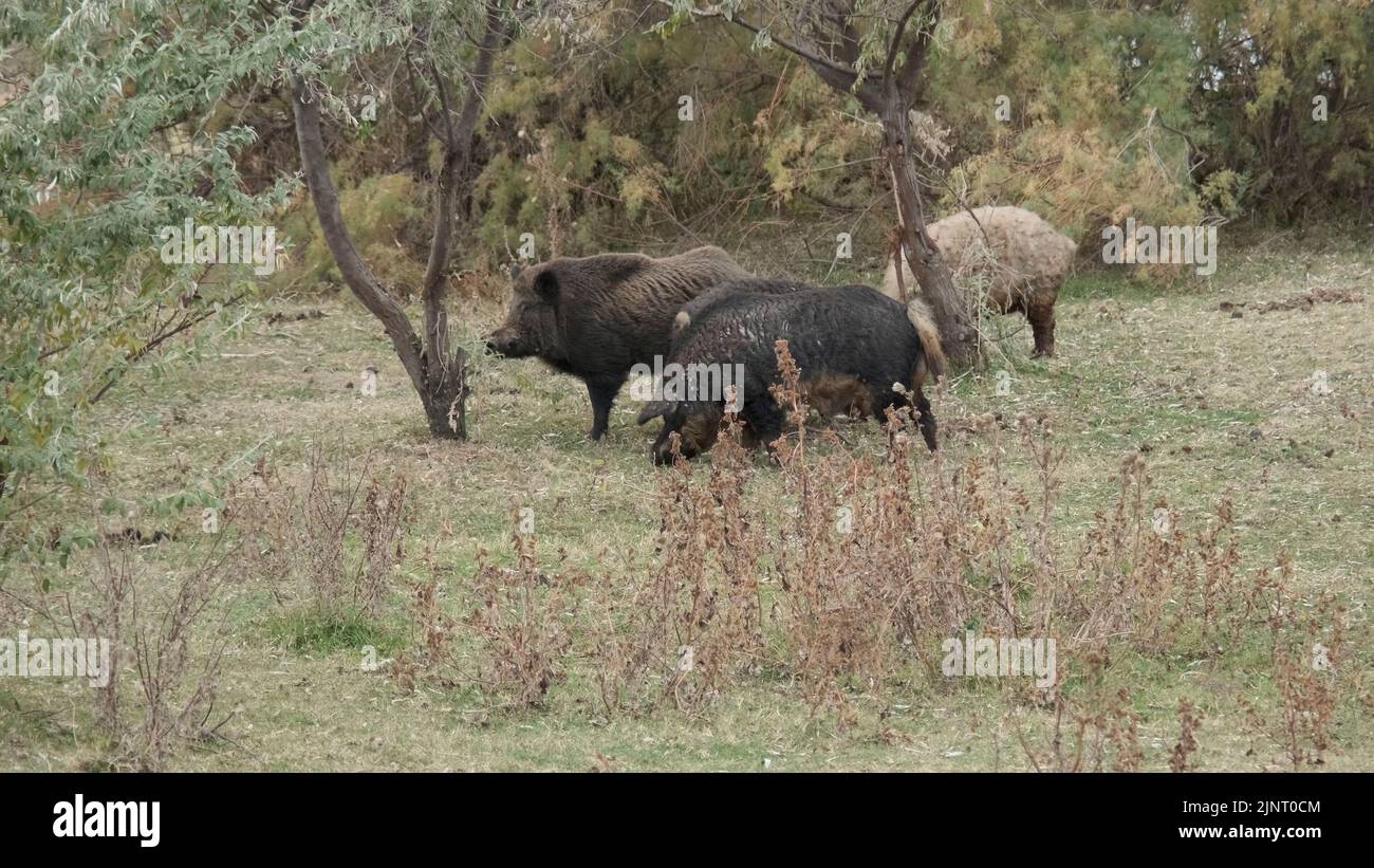 Boar pig hybrid hi-res stock photography and images - Alamy