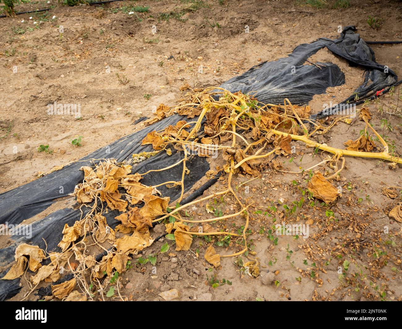 drought in a vegetable plantation due to climate change Stock Photo - Alamy