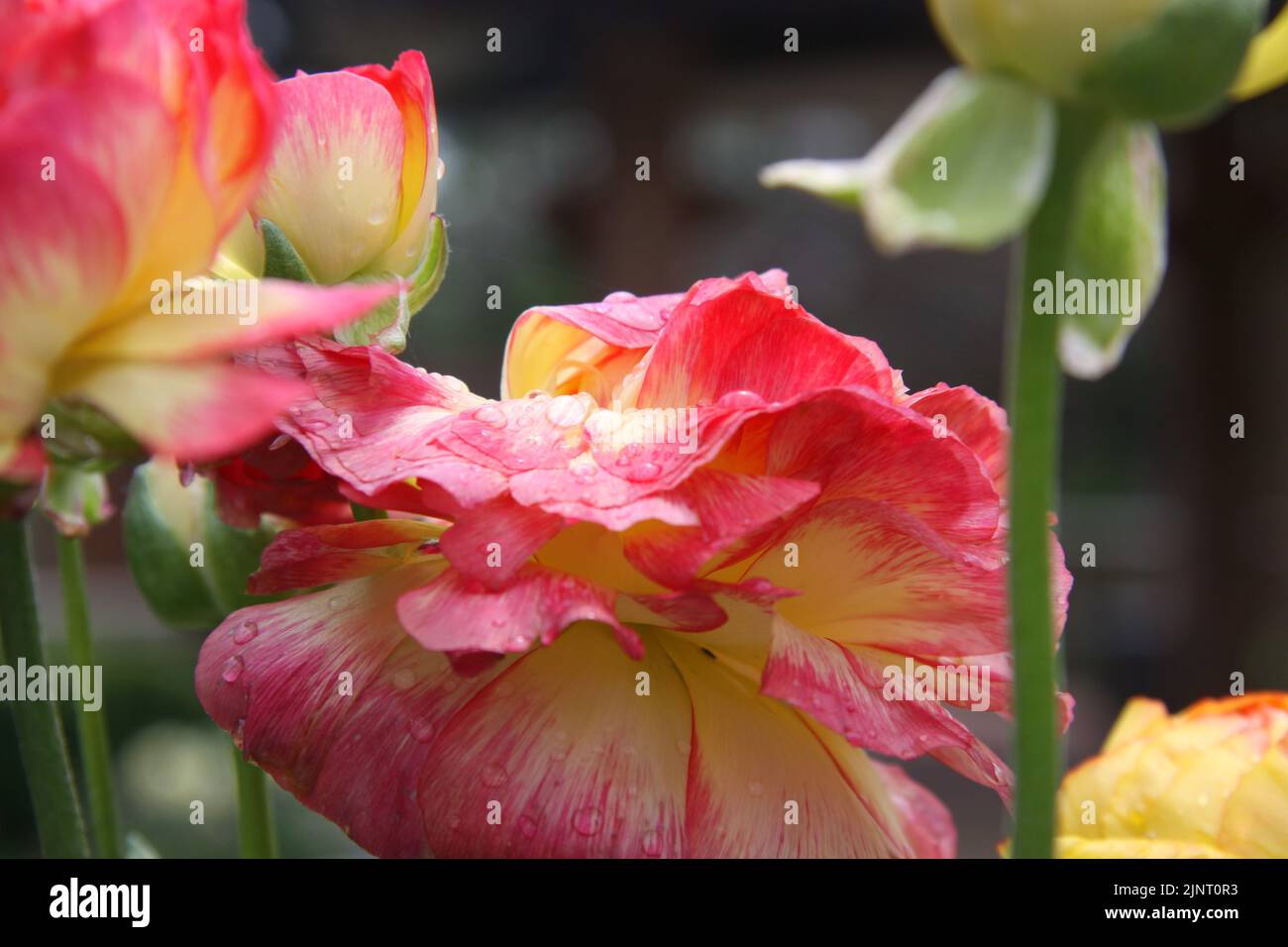 The path to growth, the signs of a new life Stock Photo - Alamy