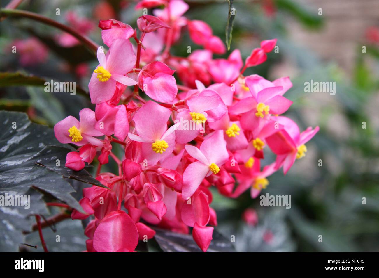 The path to growth, the signs of a new life Stock Photo - Alamy