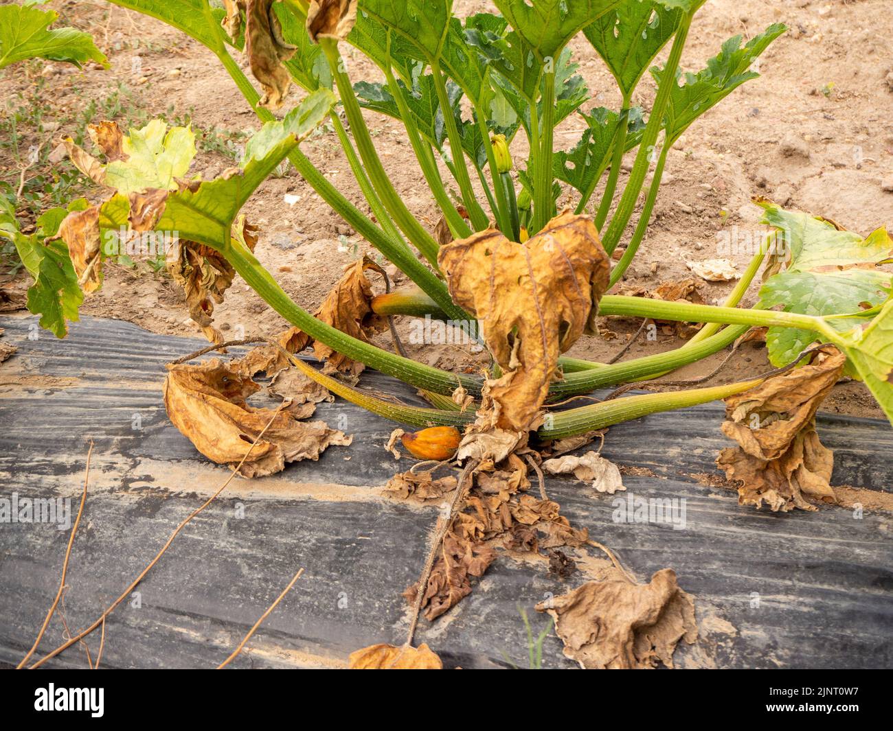drought in a vegetable plantation due to climate change Stock Photo - Alamy