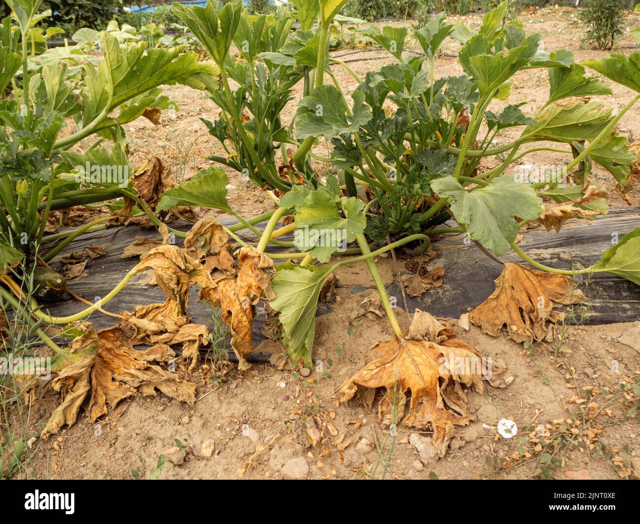 drought in a vegetable plantation due to climate change Stock Photo - Alamy