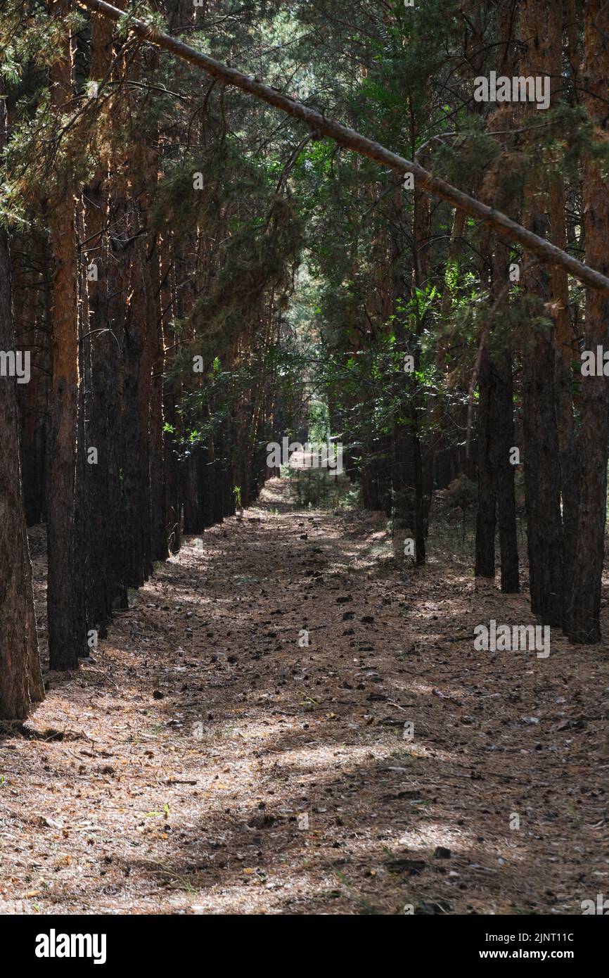 Pine forest planted in straight rows, forest landscape Stock Photo - Alamy