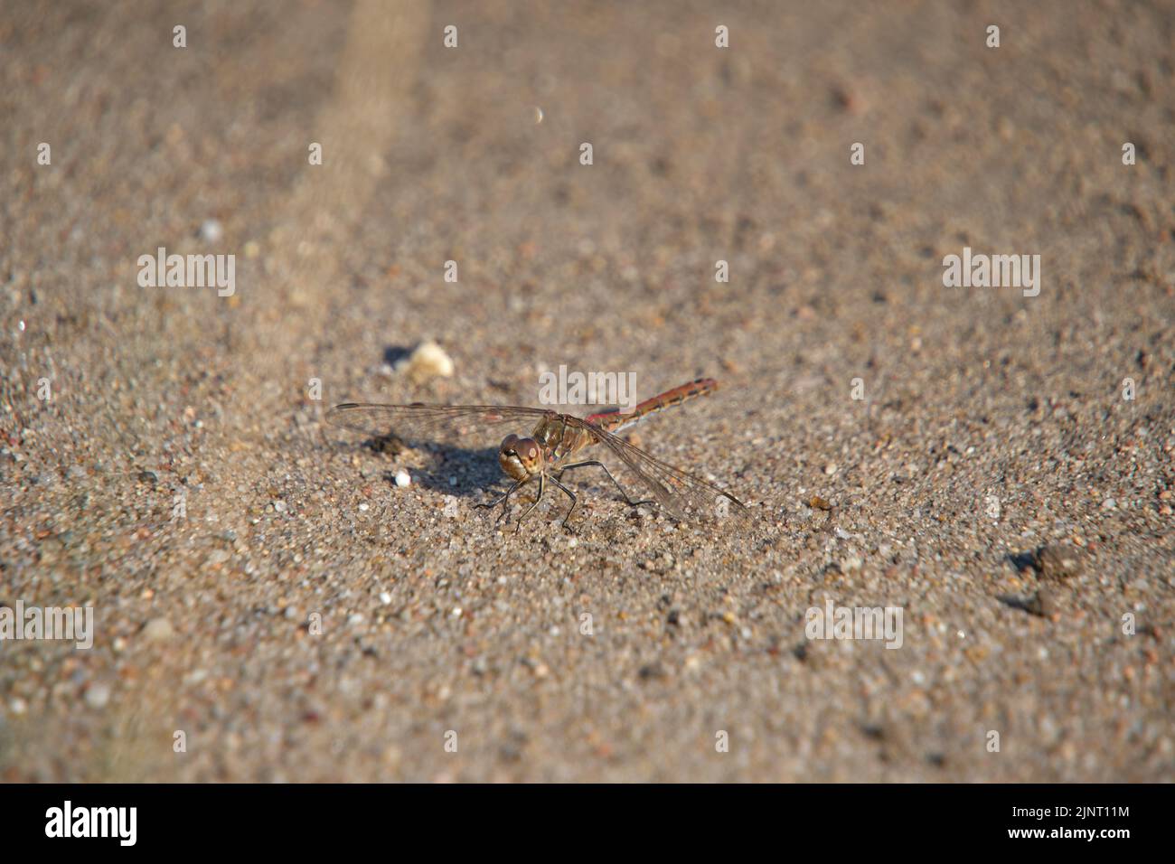 Insect dragonfly sits hot sand in hot sunny weather Stock Photo - Alamy