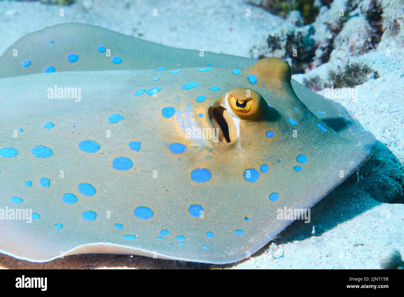 Blue Spot Stingray On Sandy Bottom Stock Photo - Alamy