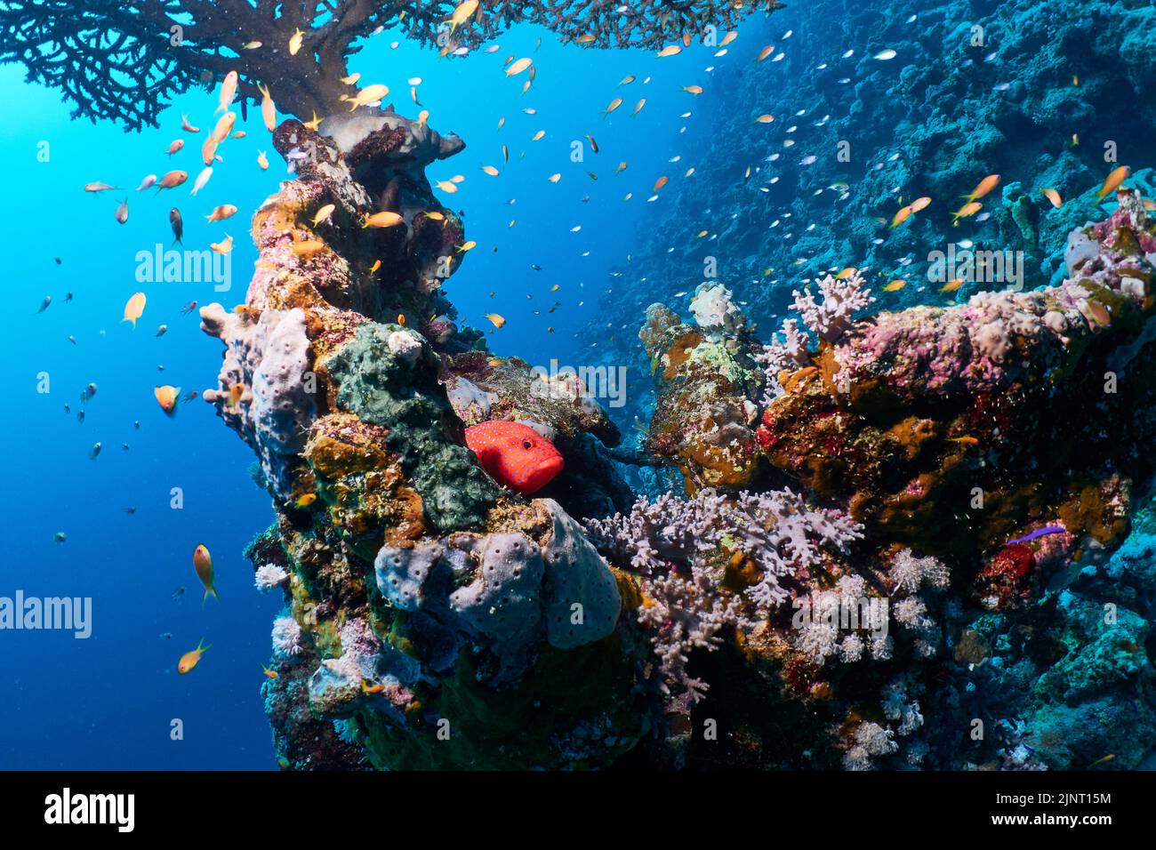 Deep sea perch hi-res stock photography and images - Alamy