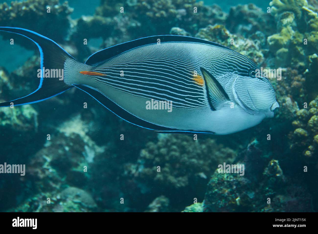 Arabian Surgeon Fish In Coral Reef Stock Photo - Alamy